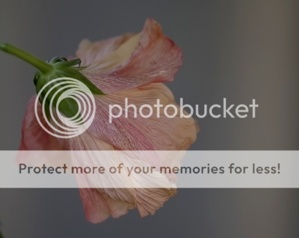 Hibiscus Bud - PentaxForums.com